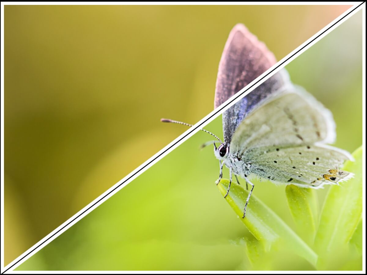 How to Enhance Colors in Nature Photos